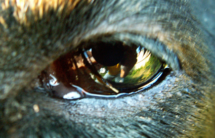 Ophtalmologie du chien : quand est-il conseillé de consulter